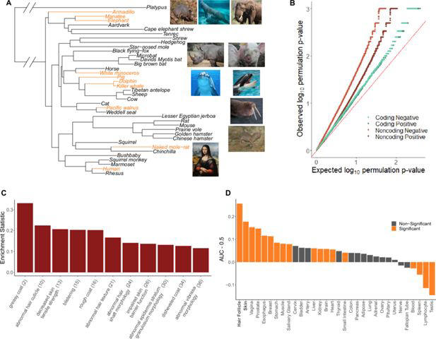 Scientists reveal why humans lost their fur, and it’s not what you think