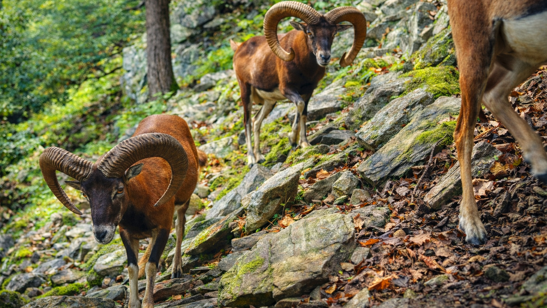 Seven days of wildlife captured on camera in the forest