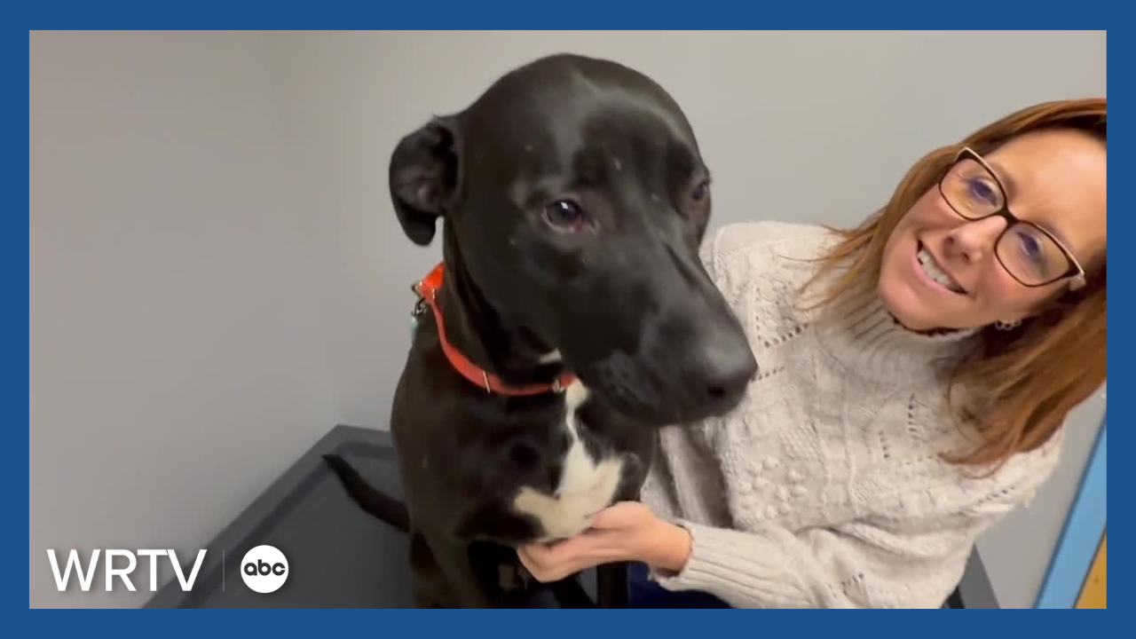 Visitors can take shelter dogs for a day in new "Here to Home" program