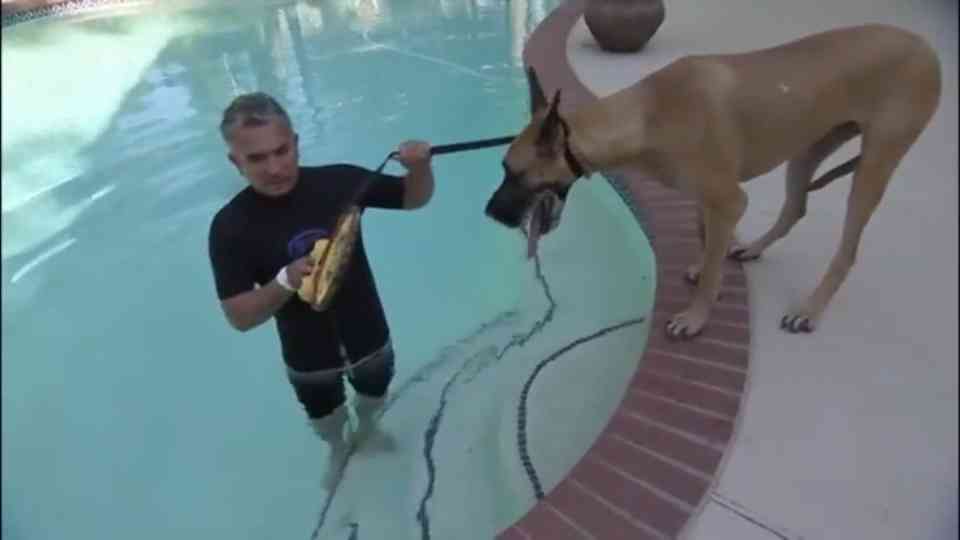 Great Dane overcomes fear of water: Training success story | Dog ...