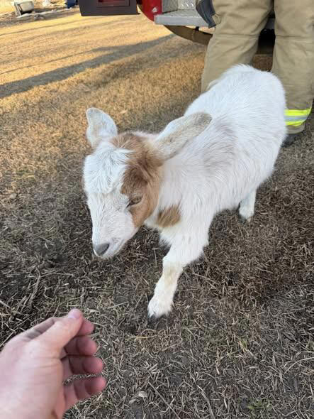 Crews protect goats from Horry County fire