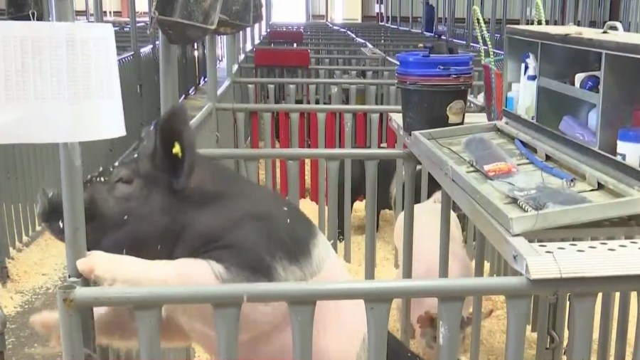 Students display livestock at Tom Green County Junior Show