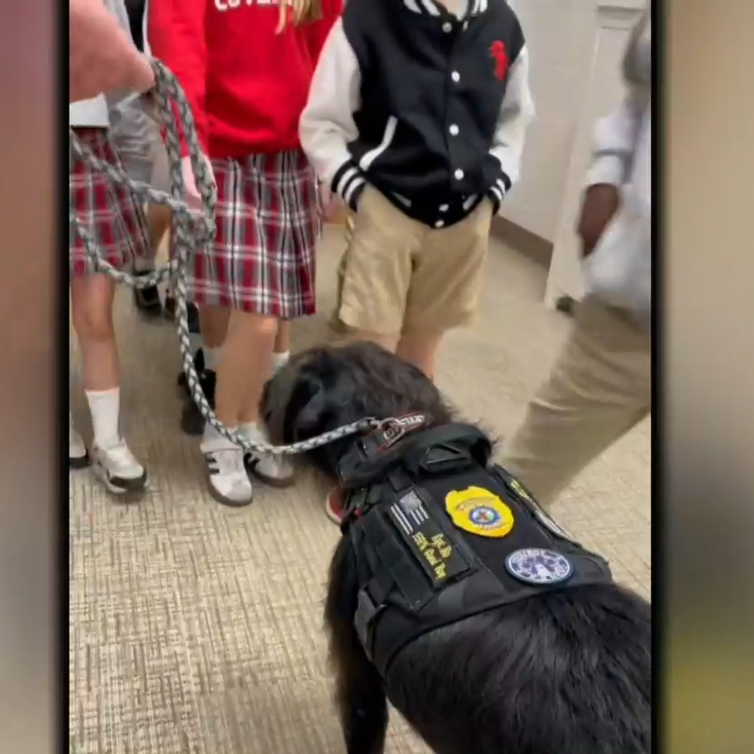 Therapy dogs provide comfort to survivors of Nashville school shooting