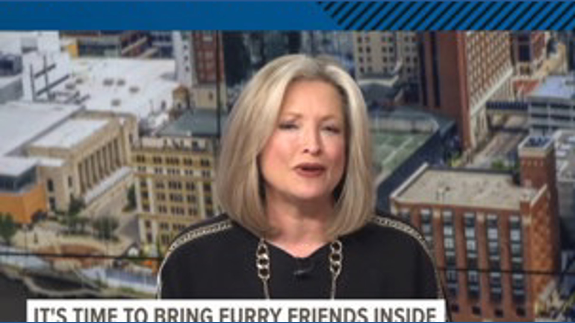 How to keep pets safe in frigid temperatures