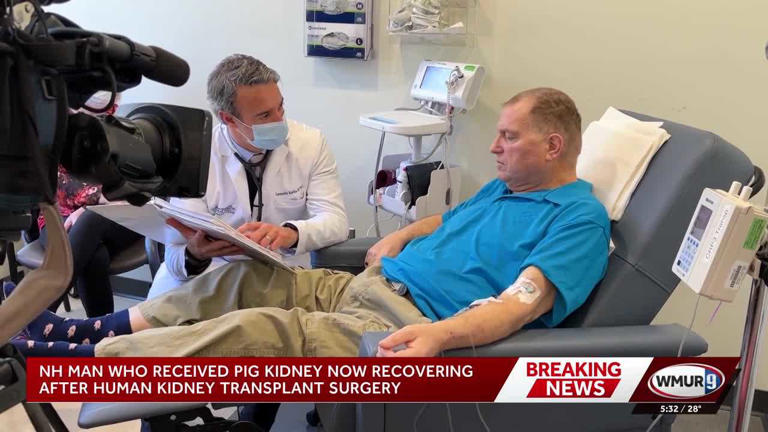 NH man who received pig kidney now recovering from human kidney ...