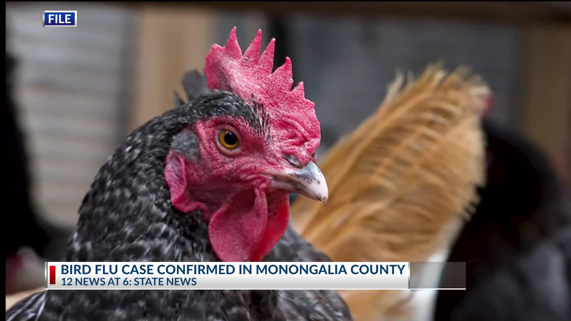 Bird flu confirmed in Monongalia County, WVDA confirms