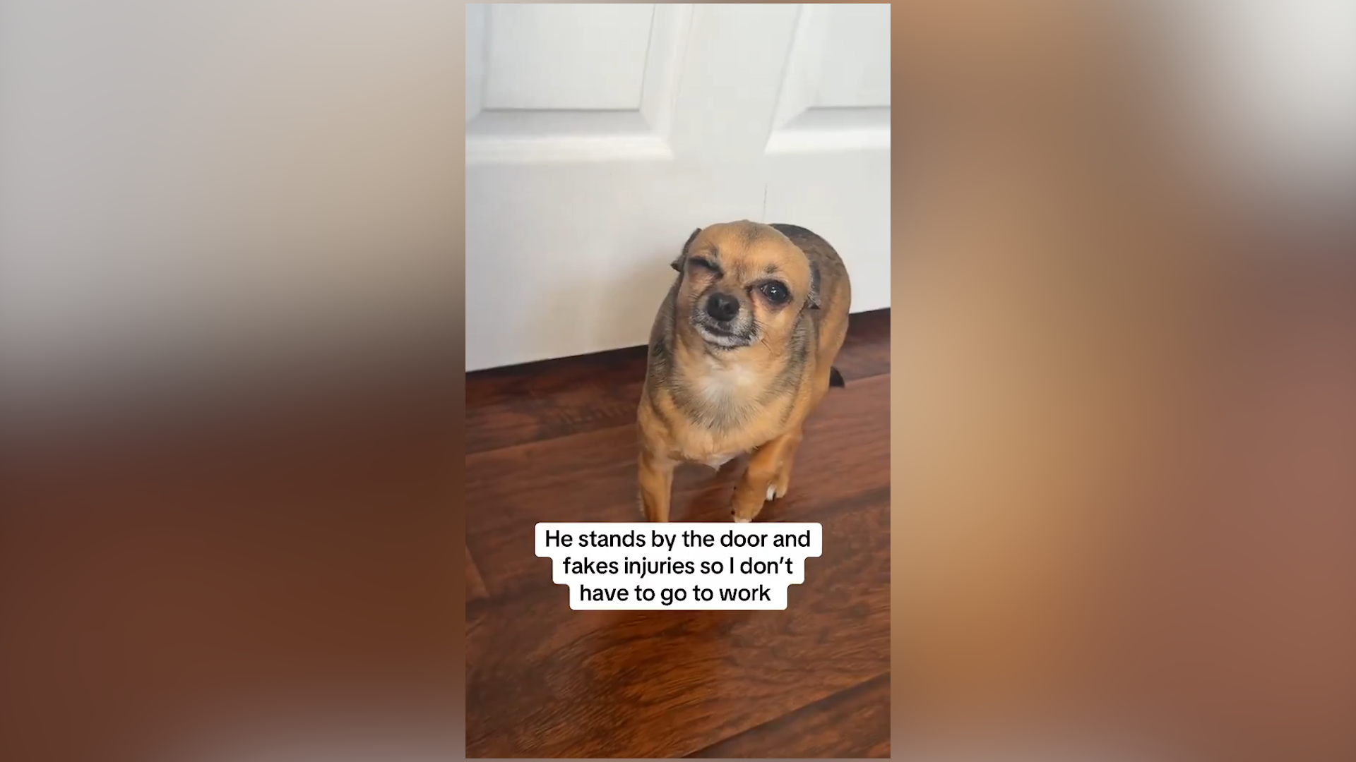 He fakes injury so his owner doesn't go to work