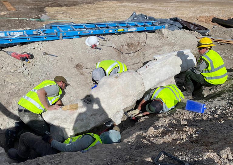 New fossils discovered during construction project at Dinosaur National ...