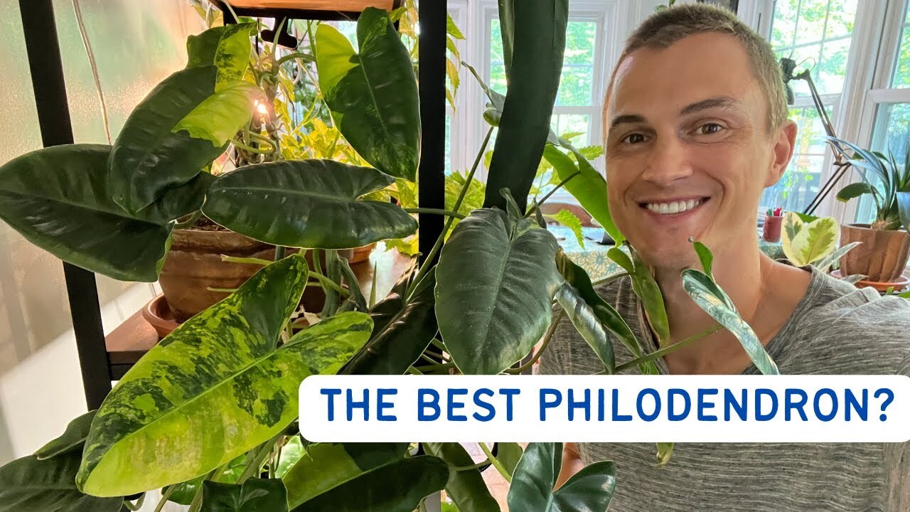 My favorite PHILODENDRON houseplant! Burle Marx - how to grow & propagate