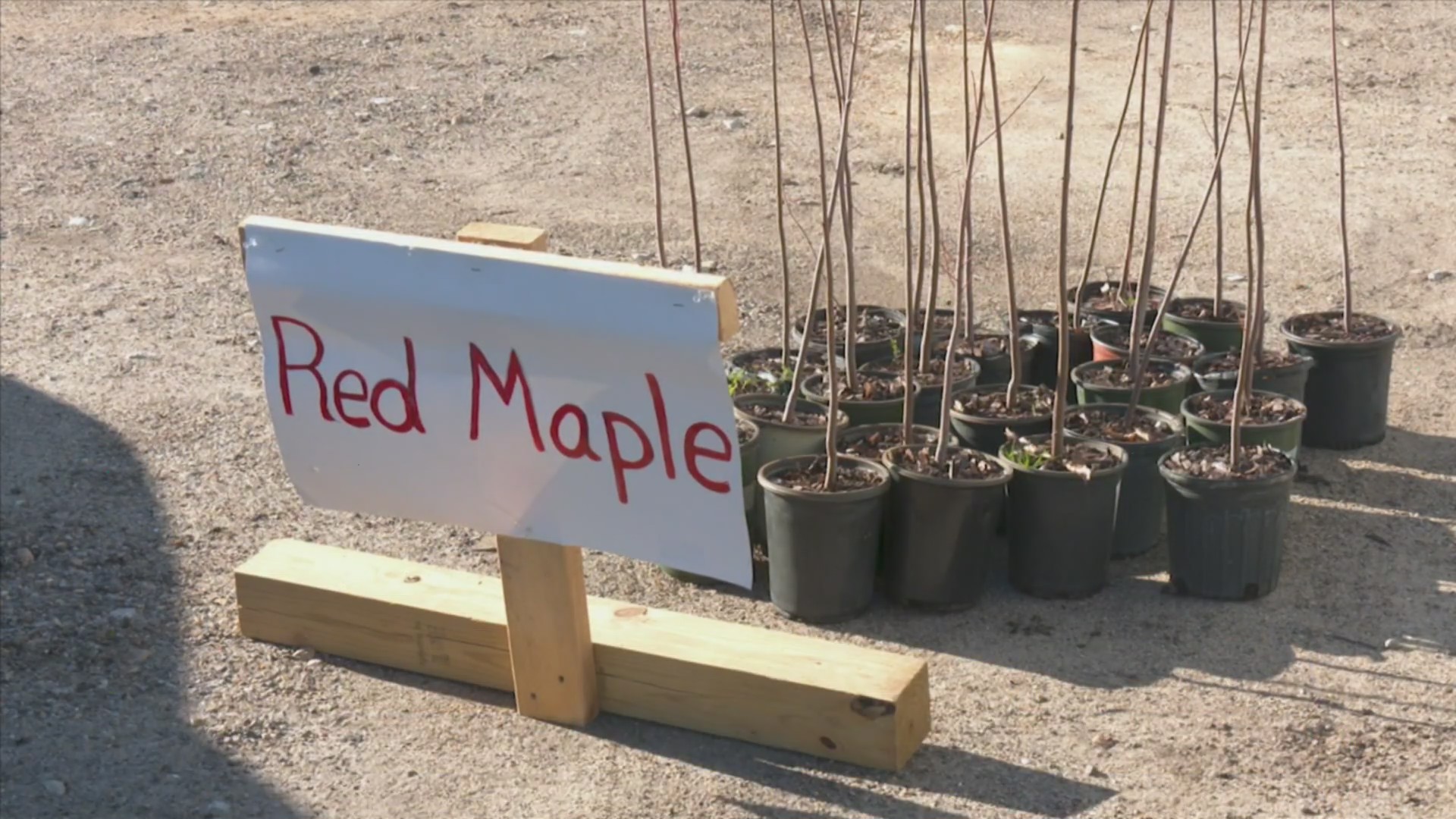 Tree giveaway takes place in Jackson County