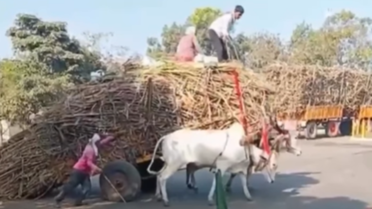 Heartbreaking viral video shows bulls struggling as they pull oversized ...