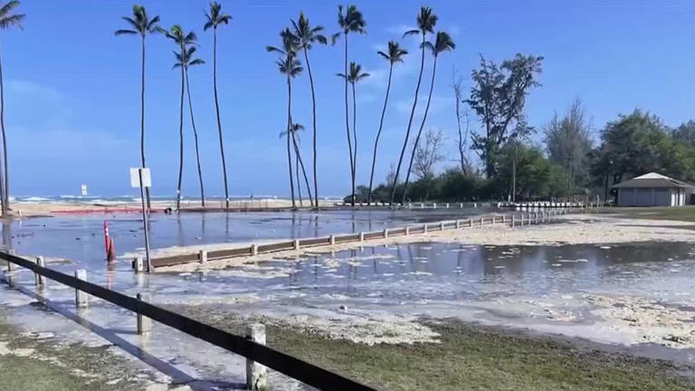 Crews remove 18 coconut trees at Maui beach due to coastal erosion
