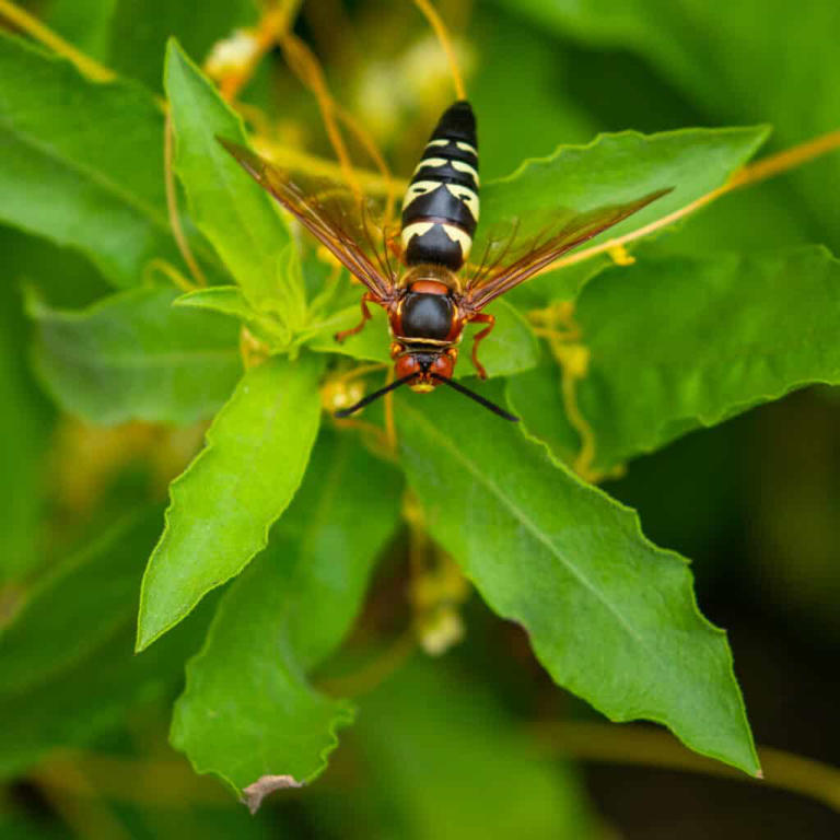 These giant wasps can grow up to 4 inches long