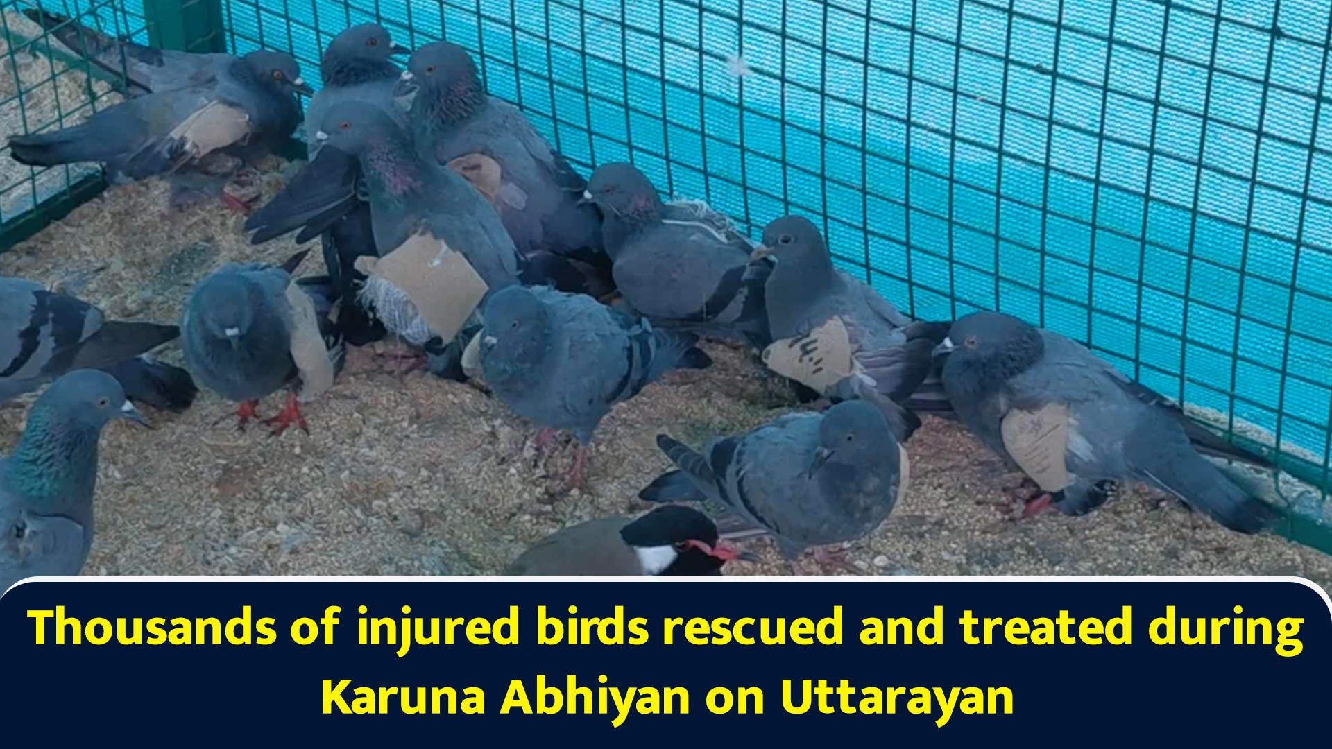 Thousands of injured birds rescued and treated during Karuna Abhiyan on ...
