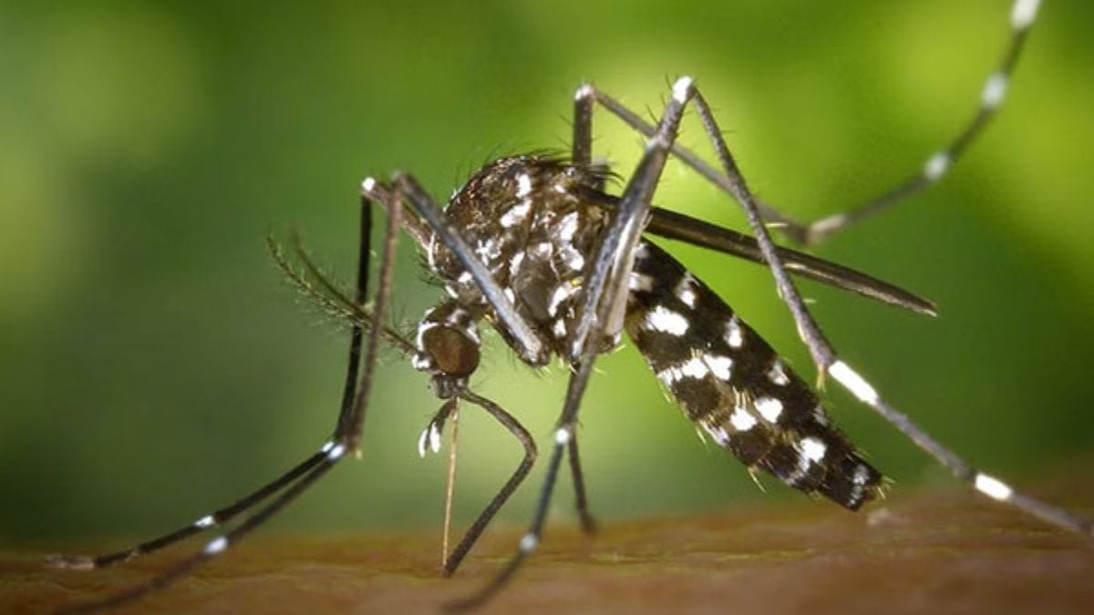 Mosquitoes now feed more on humans than animals. Brace for newer, more ...