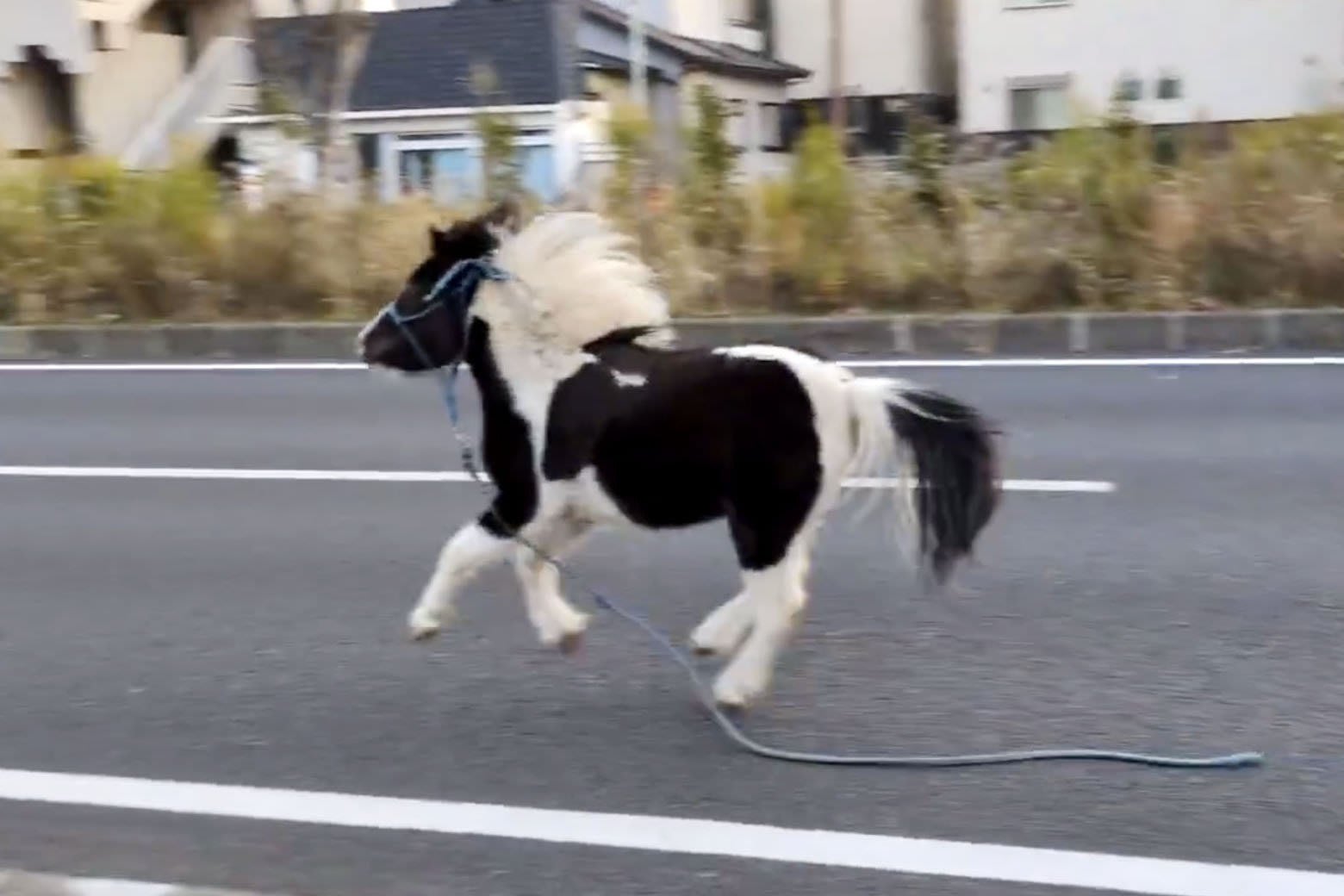 Pony captured after making short-lived escape from shrine near Tokyo