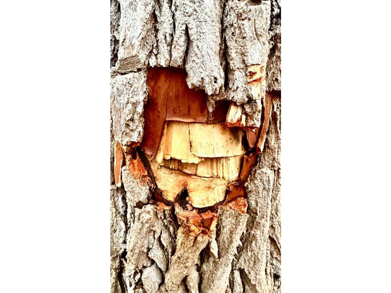 🌱 Patch AM: Freehold Township edges Princeton in high-scoring game at ...