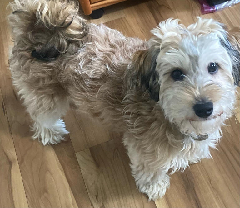 Meet Snoop Dog, the energetic young pup ready for adoption