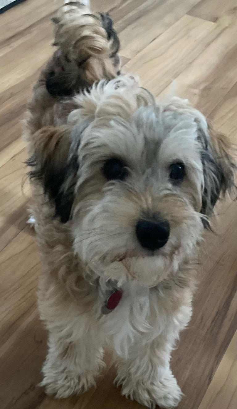 Meet Snoop Dog, the energetic young pup ready for adoption