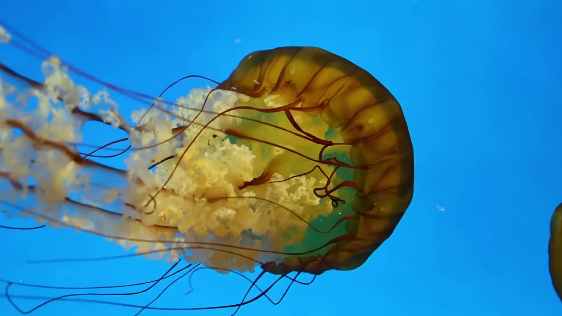 Real images that will trigger your thalassophobia