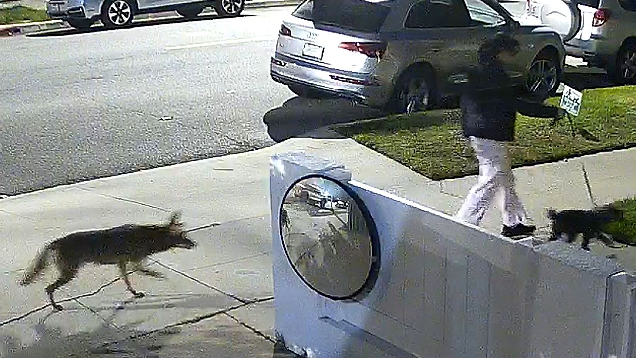 Coyote attempts to ambush woman and dog