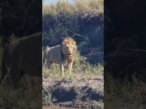 Lion and leopard sightings on safari from Lalashe Maasai Mara
