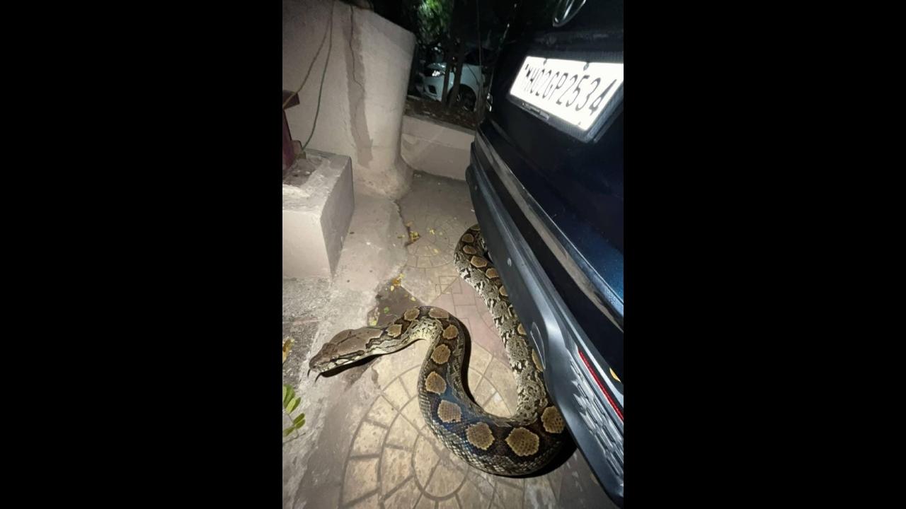 Mumbai: Snake sighting triggers late-night rescue response in Andheri