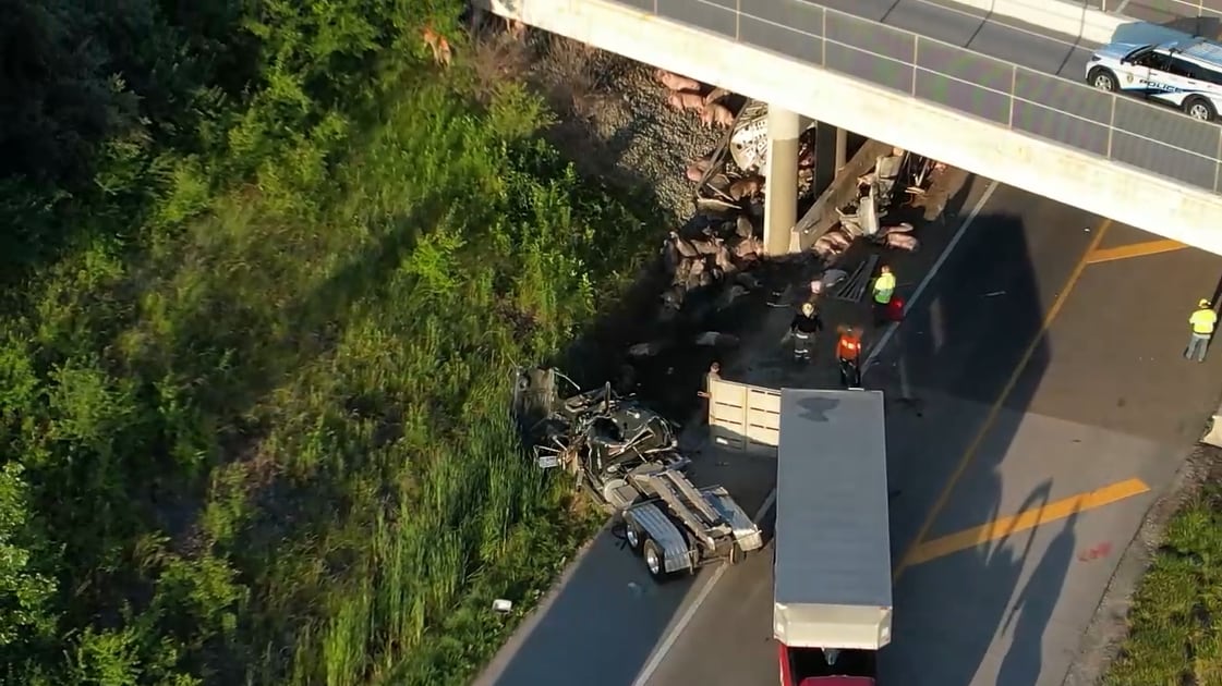Local nonprofit files motion for interstate crash that killed over 100 pigs