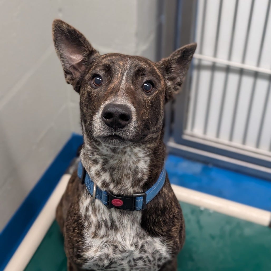 Spike, a high-energy cattle dog, needs a family to herd