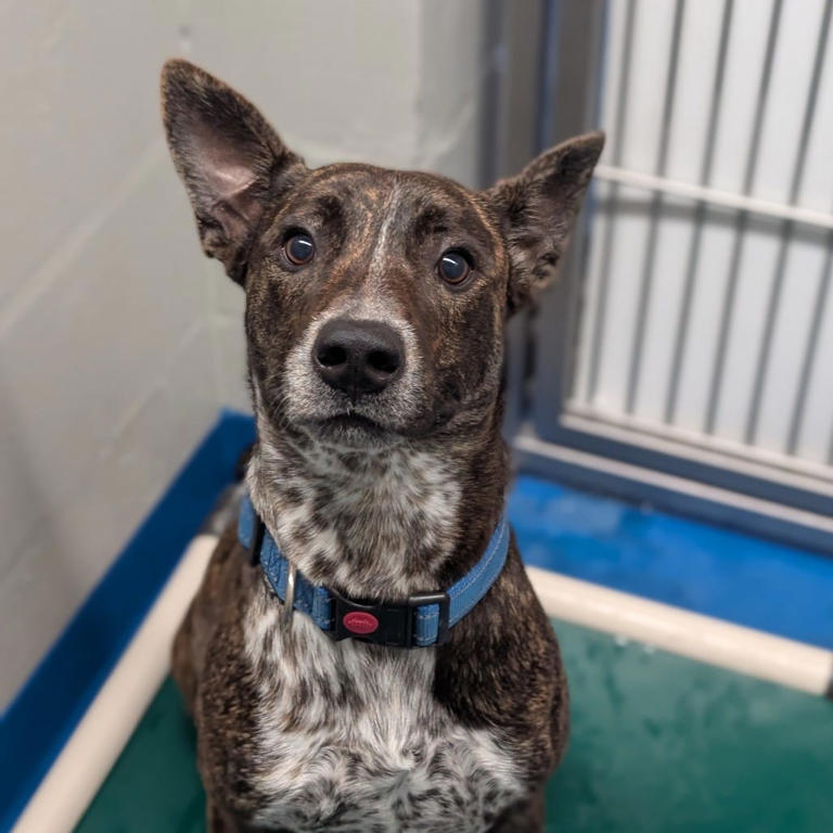Spike, a high-energy cattle dog, needs a family to herd