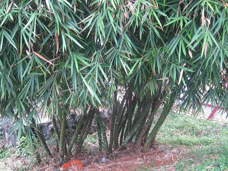 Scientists say the ‘Kung Fu plant’ could be the next global superfood ...