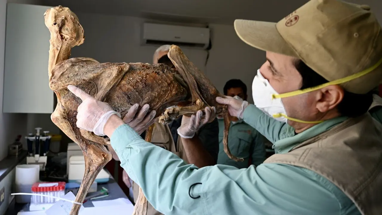 Scientists discover naturally mummified cheetahs in Saudi Arabian caves