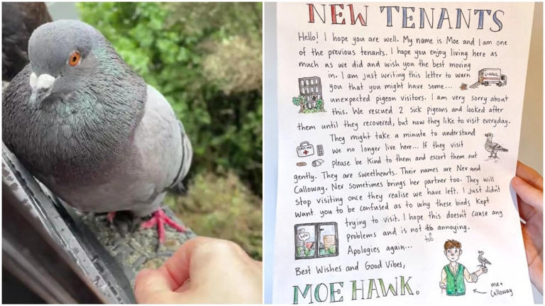 Man's wholesome letter explaining 'unexpected pigeon visitors' to new ...