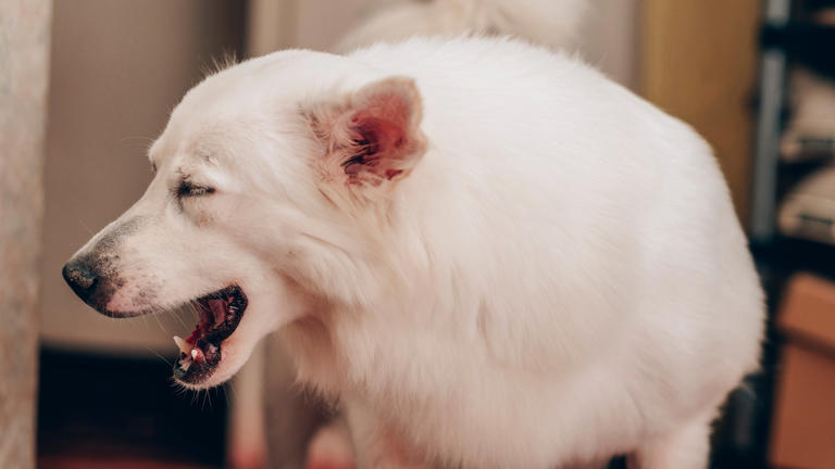 Anna: pies nagle zwymiotował. Gdyby nie to, cała nasza rodzina już by ...