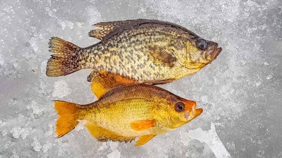 Minnesota ice anglers stunned by rare golden crappie