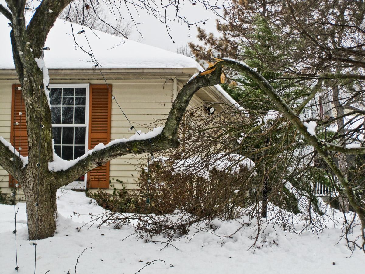 Preventing winter damage to trees and shrubs