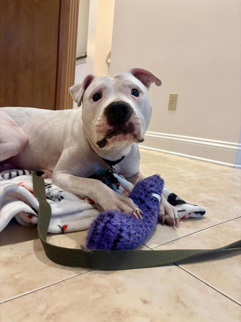 Take your pick from these dogs and cats yearning for a home