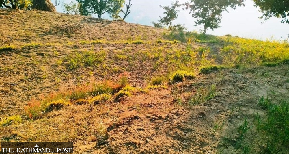 Winter crops wither as drought grips Baitadi and Sudurpaschim hills
