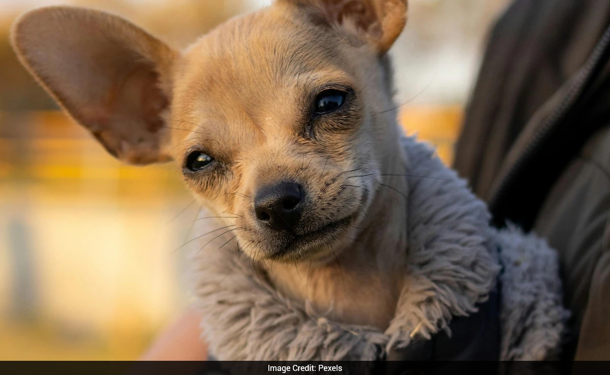 Unaware of his owner's death, dog in China continues to wait for him ...