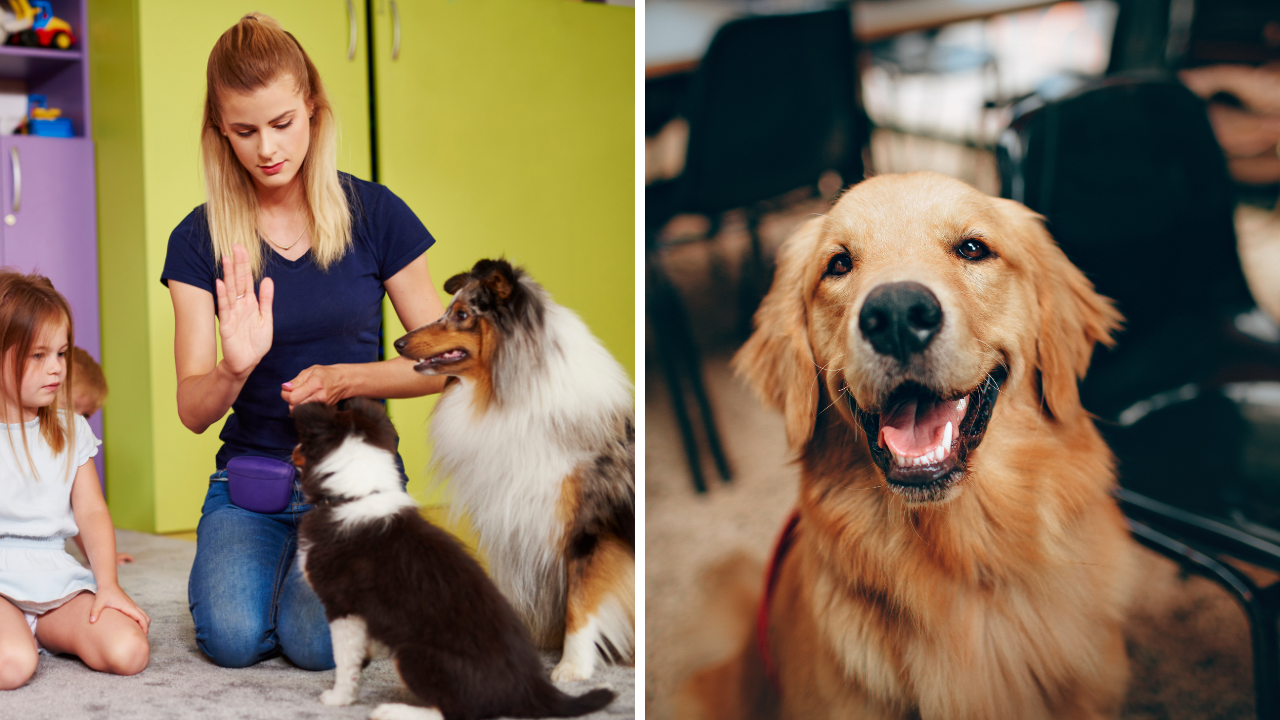 Dog-assisted therapy explained: How dogs improve mental health and ...