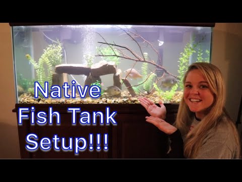 Setting up a native freshwater fish aquarium at home