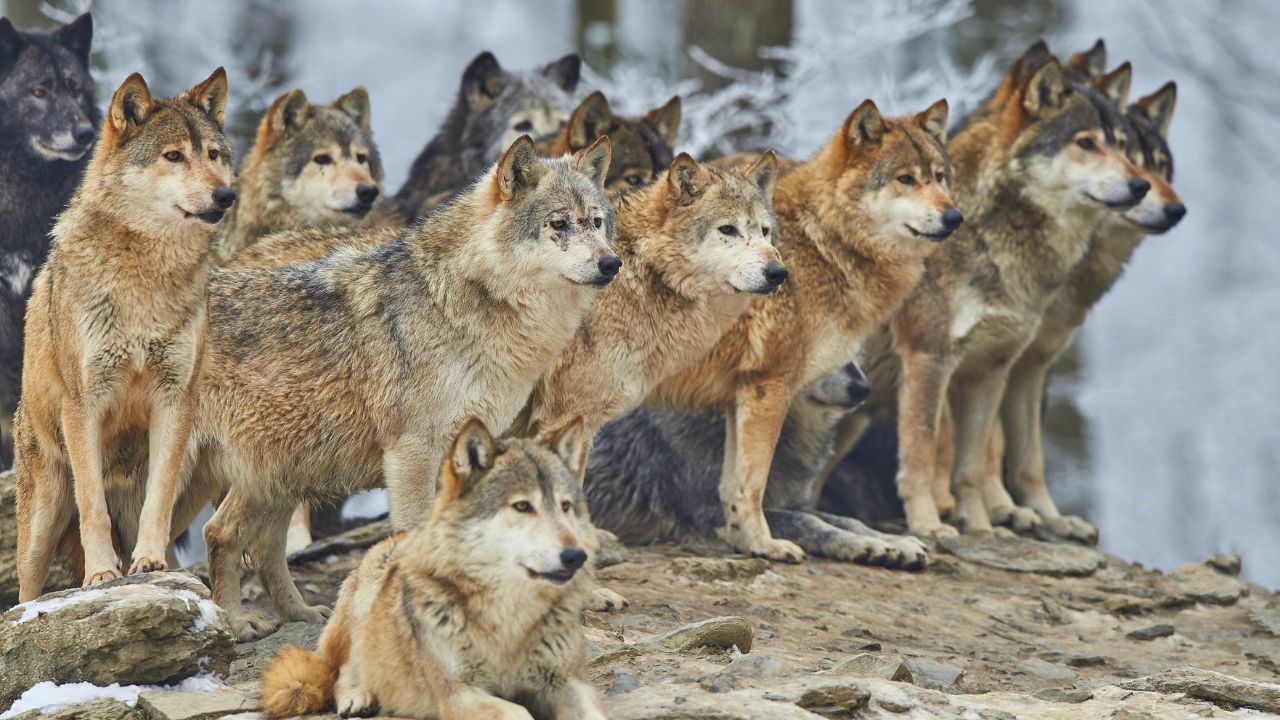 14 states where wolves are making a real comeback