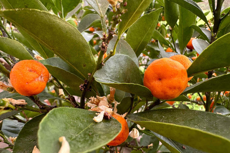 Make it through flu season by storing your vitamin C-loaded Sumo Citrus ...
