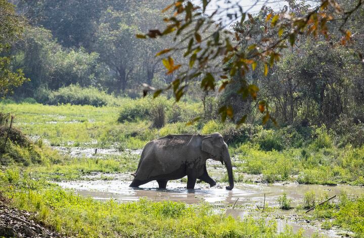 Killer elephant kills 22 in India's human-wildlife conflict