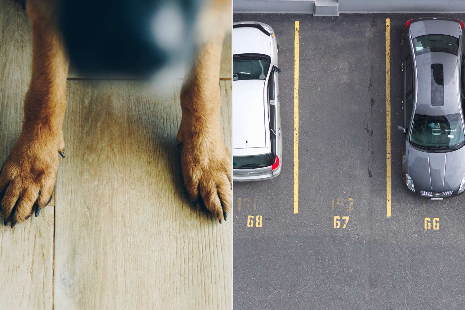 Family reeling after daughter, 6, was victim of 'vicious' dog attack ...