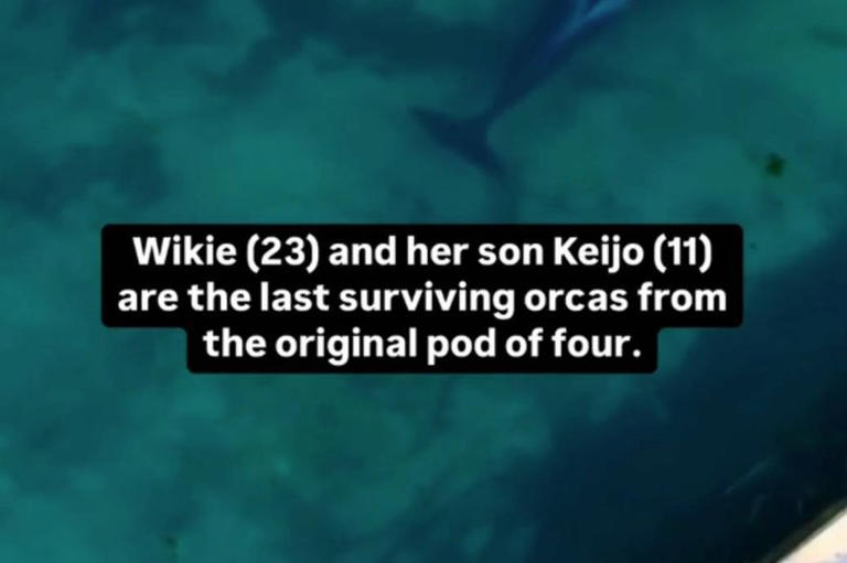 Fears for lives of two orca whales left to rot in abandoned French zoo ...