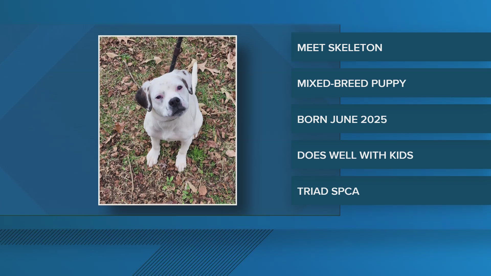 2 the rescue: Meet Skeleton