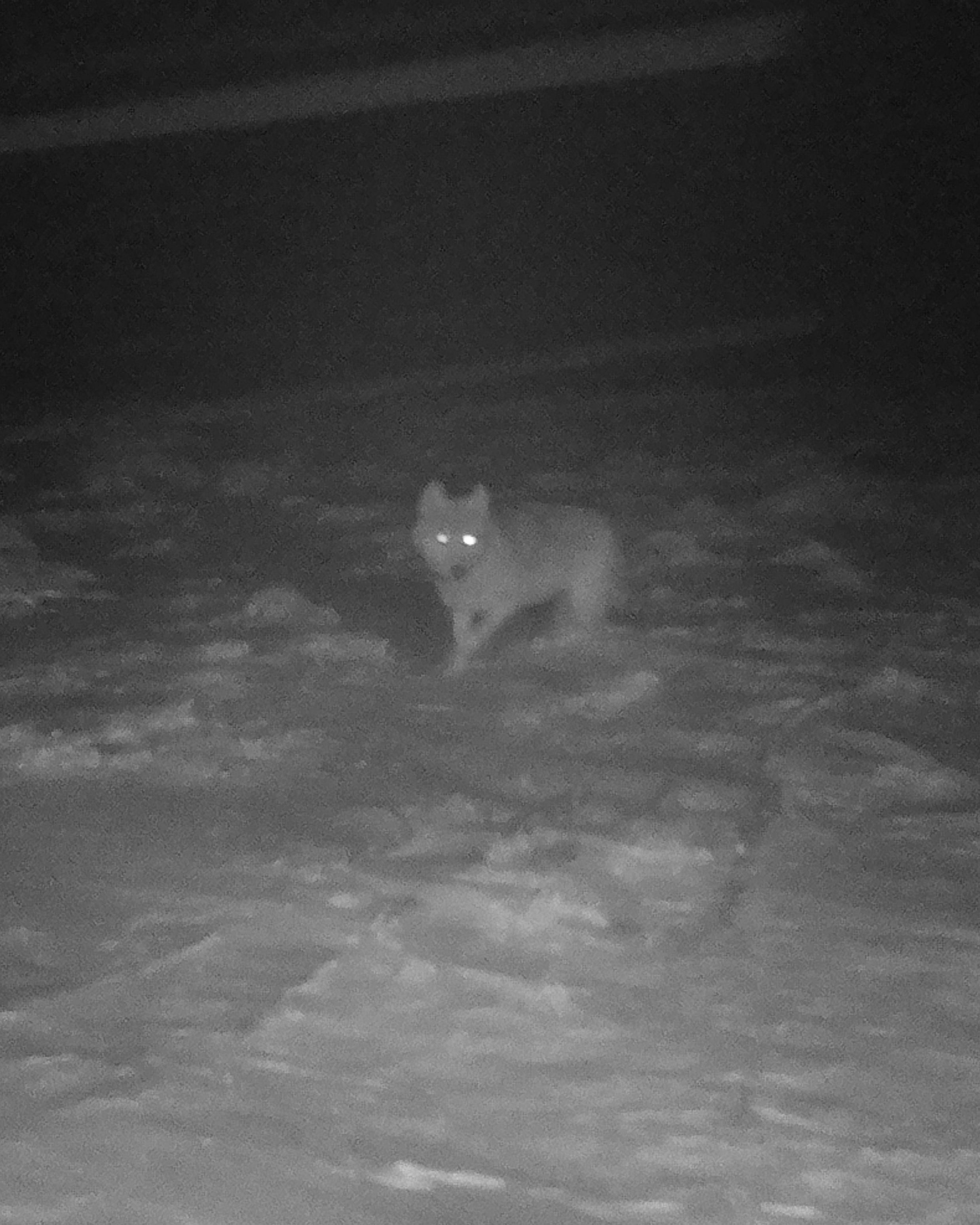 Colorado wants to double range riders to deter wolves from livestock