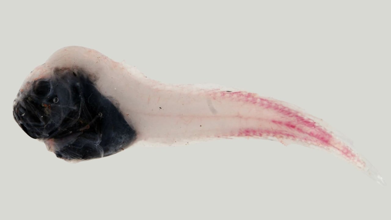 New-to-science snailfish found off coast of Nova Scotia's Sable Island