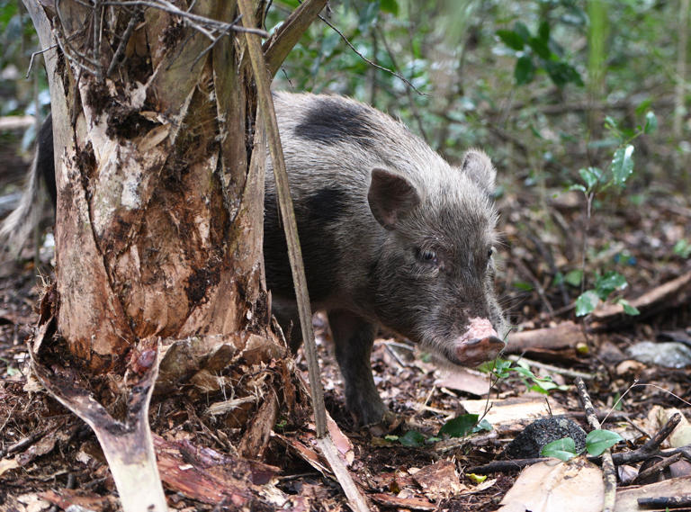 Florida launches aerial assault on feral pigs